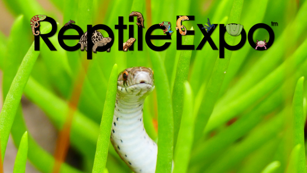 Win Tickets To The New Hampshire REPTILE EXPO At The Double Tree Hotel ...